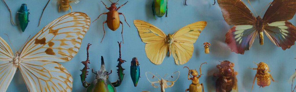 insect-collection-header - Dorn